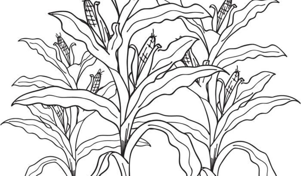 Corn Stalk Template Free Printable Corn Stalks Fall Coloring Page for ...
